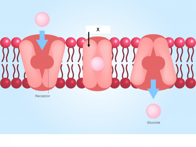Describe Active Transport Worksheet EdPlace describe-active-transport-worksheet-edplace